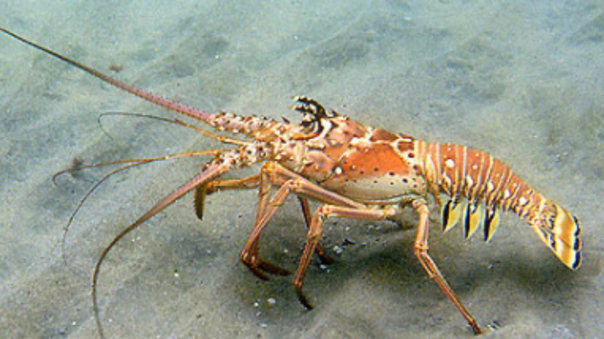 Florida Lobster Tails 7 oz (13.10 each) – South Florida Seafood