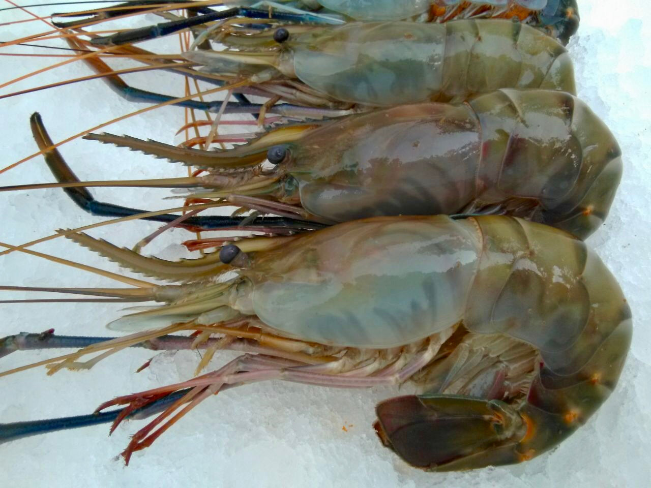 Myanmar Prawns U2 & U3 – South Florida Seafood